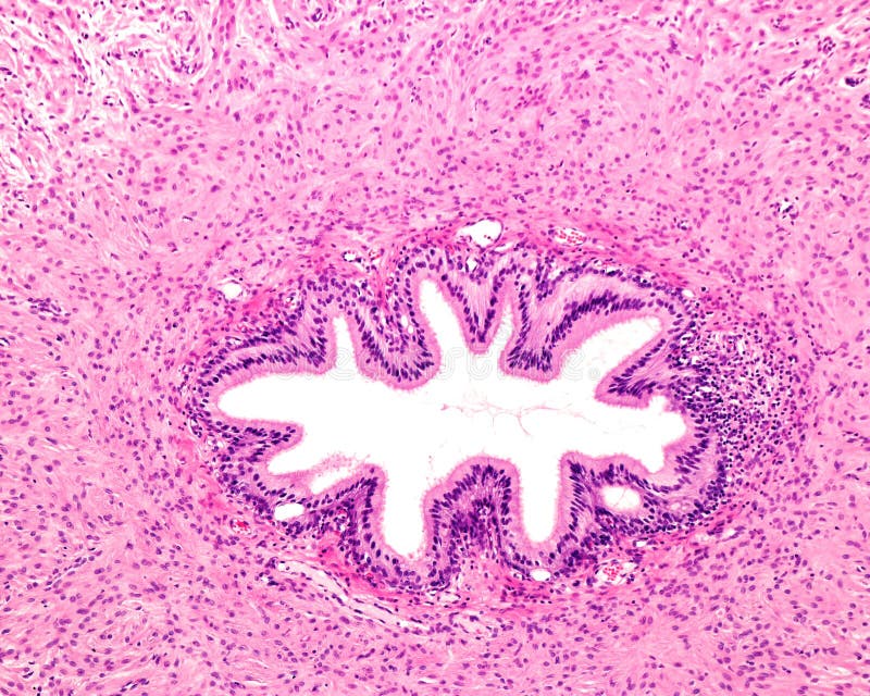 124 Smooth Muscle Epithelium Stock Photos - Free & Royalty-Free Stock ...