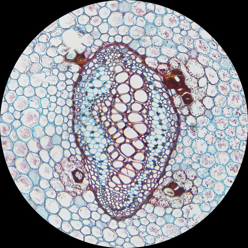 Rice Stem, Cross Section, High Power Stock Photo - Image of educational ...