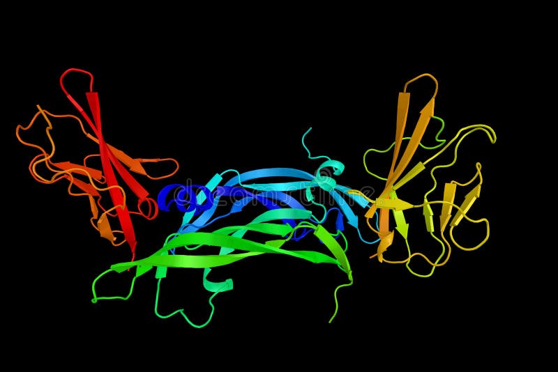 Vascular Endothelial Growth Factor a VEGF a Protein Molecule. Atoms are ...