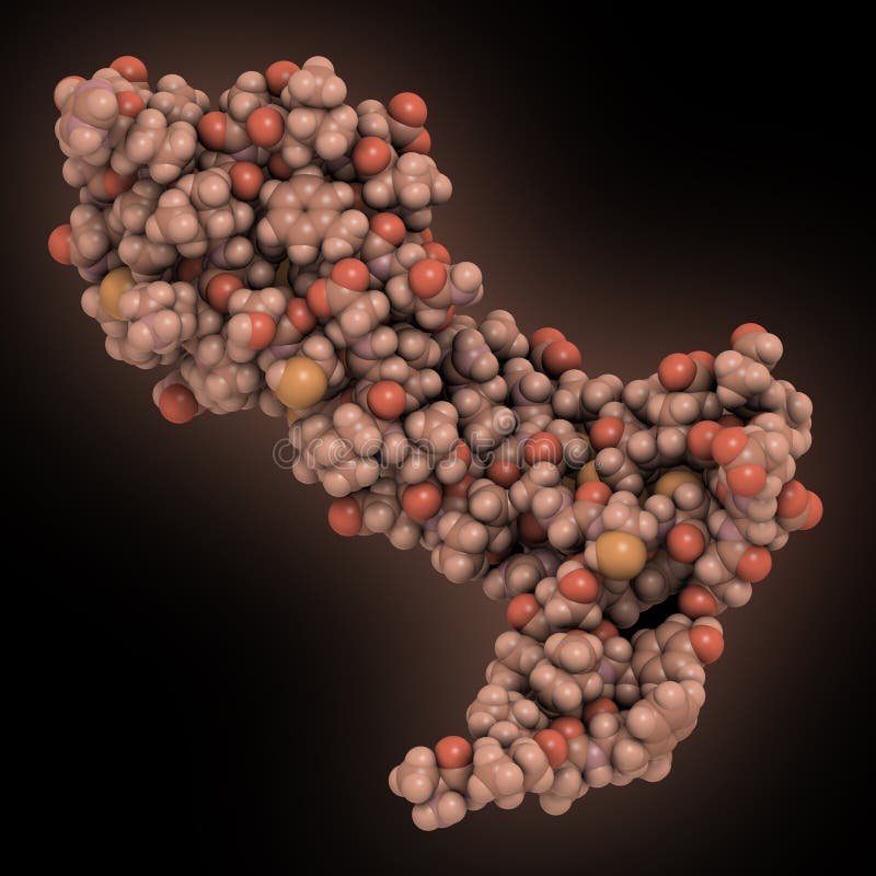 Vascular Endothelial Growth Factor a VEGF a Protein Molecule. 3D ...