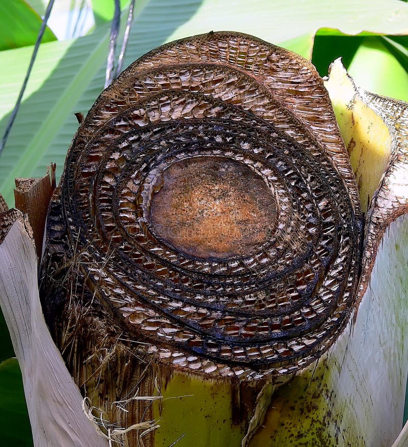 Banana plant. Crosscut stock photo. Image of plantation - 258935194