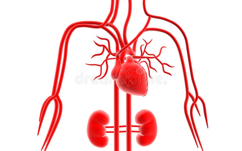 Vascular system stock illustration. Illustration of artery - 5499020