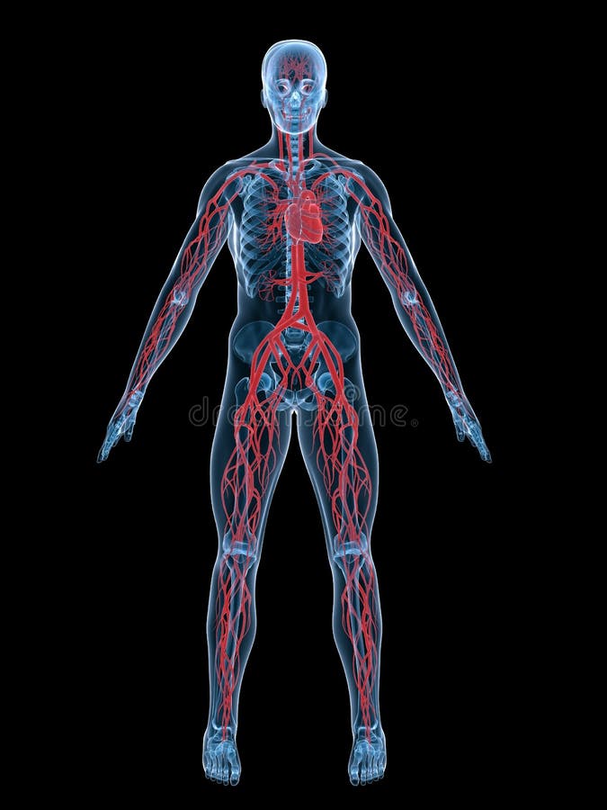 Vascular system stock illustration. Illustration of diagram - 5499007
