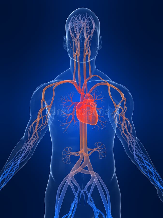 Vascular system stock illustration. Illustration of circulation - 6730637