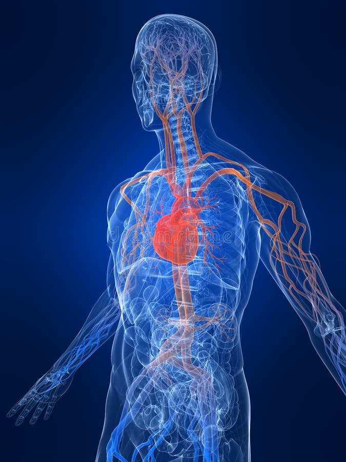 Vascular system stock illustration. Illustration of heart - 14138407