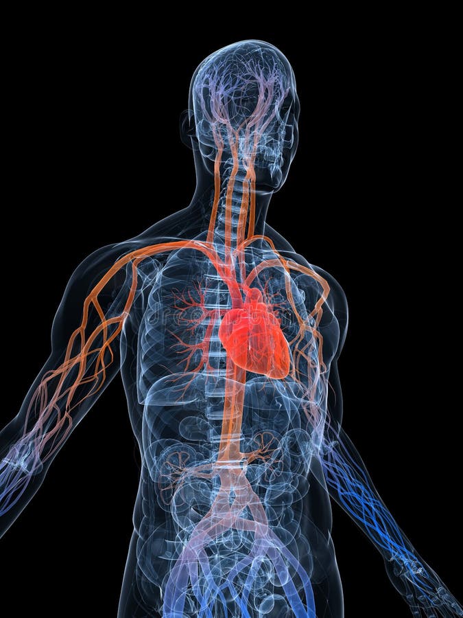 Vascular system stock illustration. Illustration of biology - 6730729