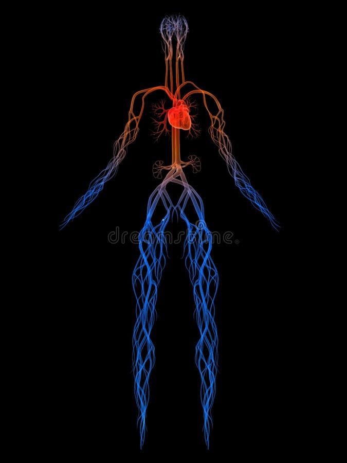Vascular system stock illustration. Illustration of circulation - 6730637