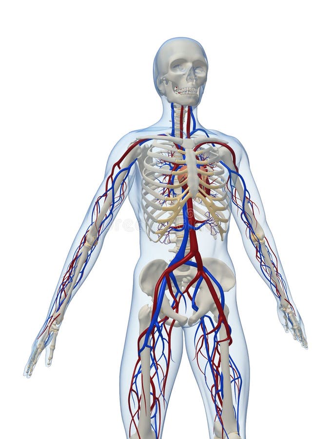 Vascular System stock vector. Illustration of object, muscle - 1760405