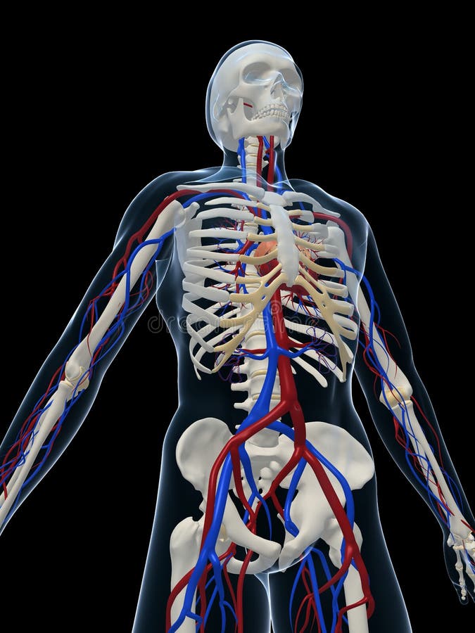 Vascular system stock illustration. Illustration of bluish - 6787203