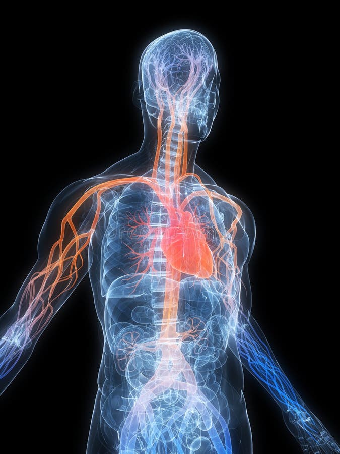 Vascular System stock vector. Illustration of object, muscle - 1760405