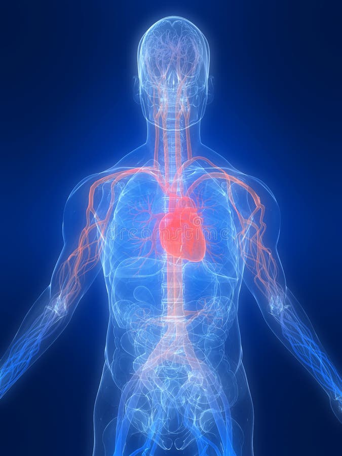 Vascular system stock illustration. Illustration of circulation - 6730637