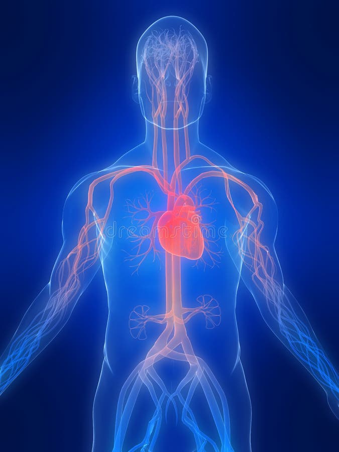 Vascular system stock illustration. Illustration of highlighted - 7725853