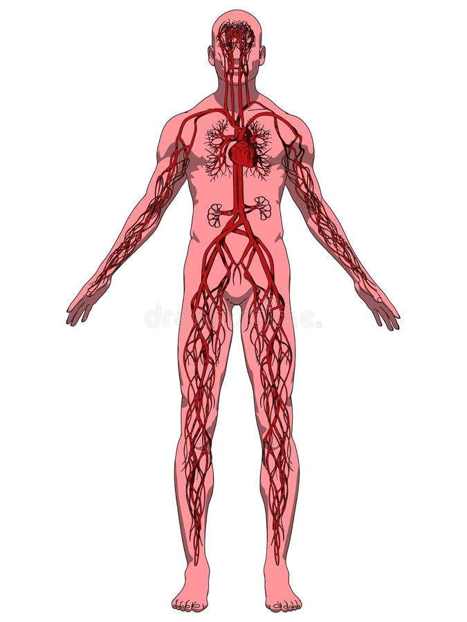 Vascular system stock vector. Illustration of vector, heart - 9500423