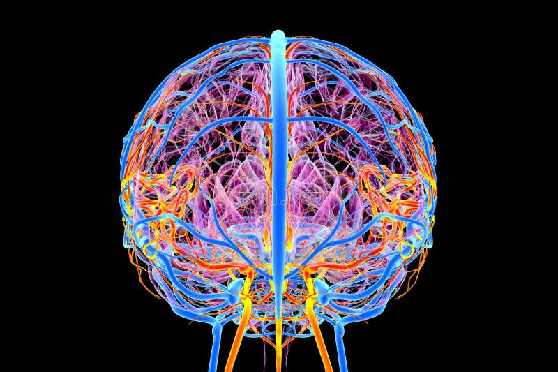 Vascular System of the Brain, 3D Illustration Stock Illustration ...