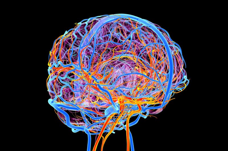 Vascular System of the Brain, 3D Illustration Stock Illustration ...