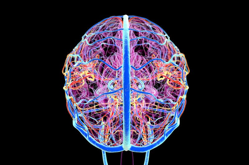 Vascular System of the Brain, 3D Illustration Stock Illustration ...