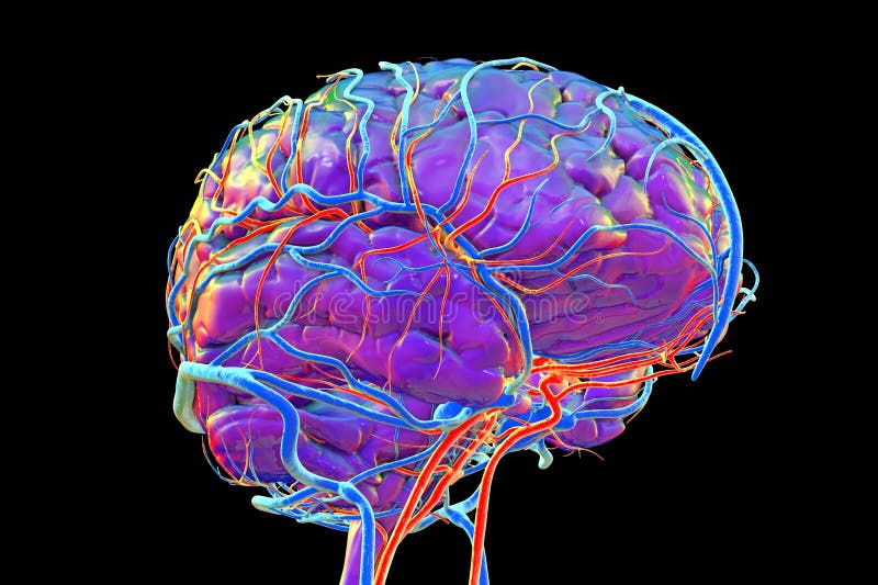 Vascular System of the Brain, 3D Illustration Stock Illustration ...