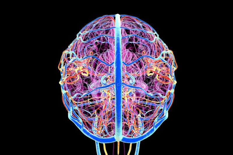Vascular System of the Brain, 3D Illustration Stock Illustration - Illustration of flow, nervous ...
