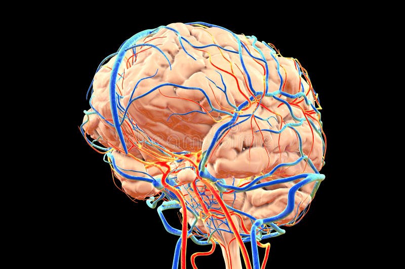 Vascular System of the Brain, 3D Illustration Stock Illustration ...
