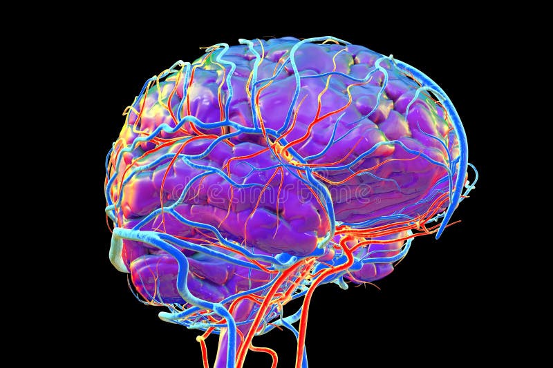 Vascular System of the Brain, 3D Illustration Stock Illustration ...