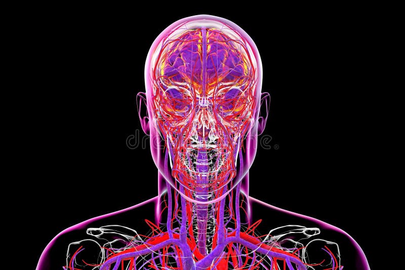 Vascular System of the Brain, 3D Illustration Stock Illustration ...