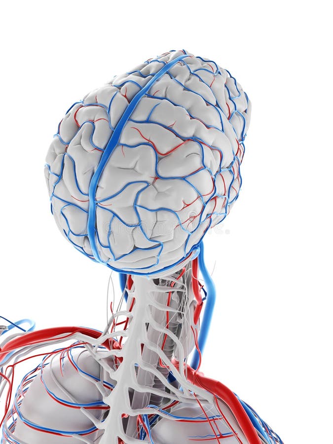 The Vascular System of the Brain Stock Illustration - Illustration of ...