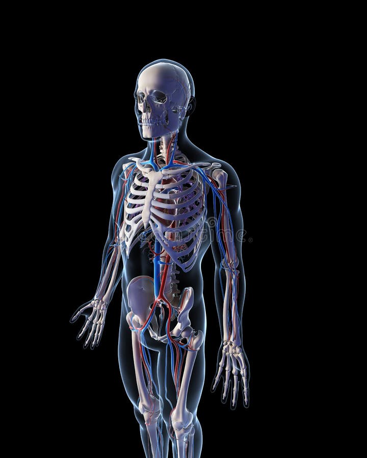 Vascular system stock illustration. Illustration of medical - 30723626