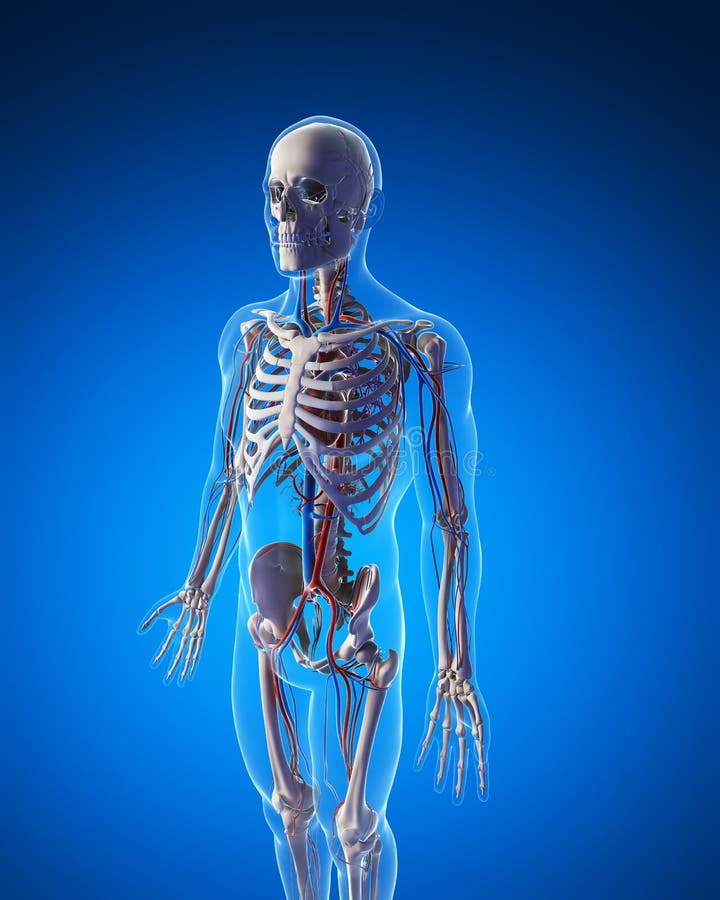 Vascular system stock illustration. Illustration of human - 30723660