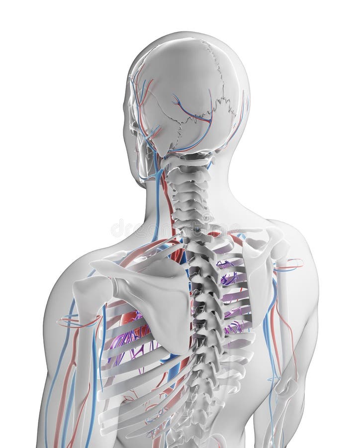 Vascular system stock illustration. Illustration of rendering - 30723979