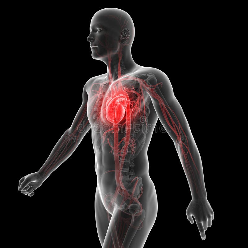 The vascular system stock illustration. Illustration of flow - 34165000