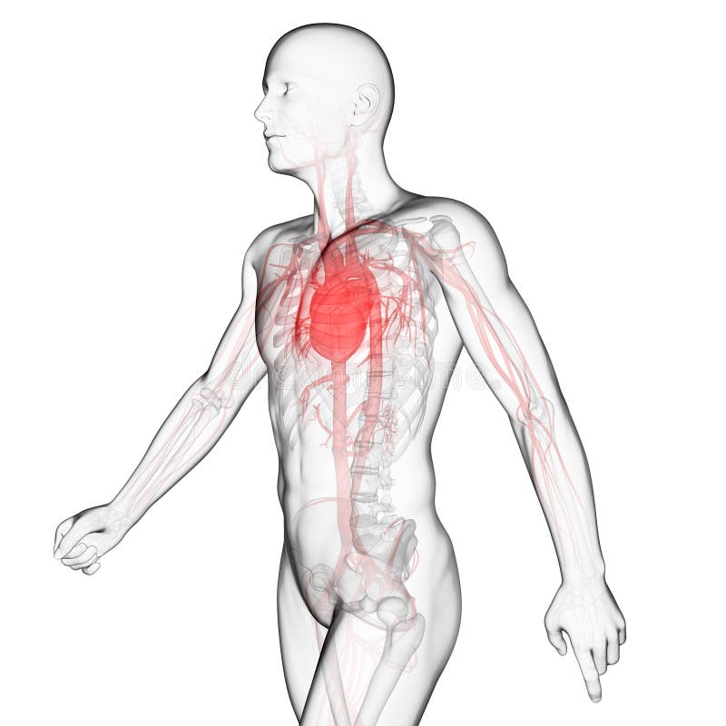 The vascular system stock illustration. Illustration of cardio - 34165002