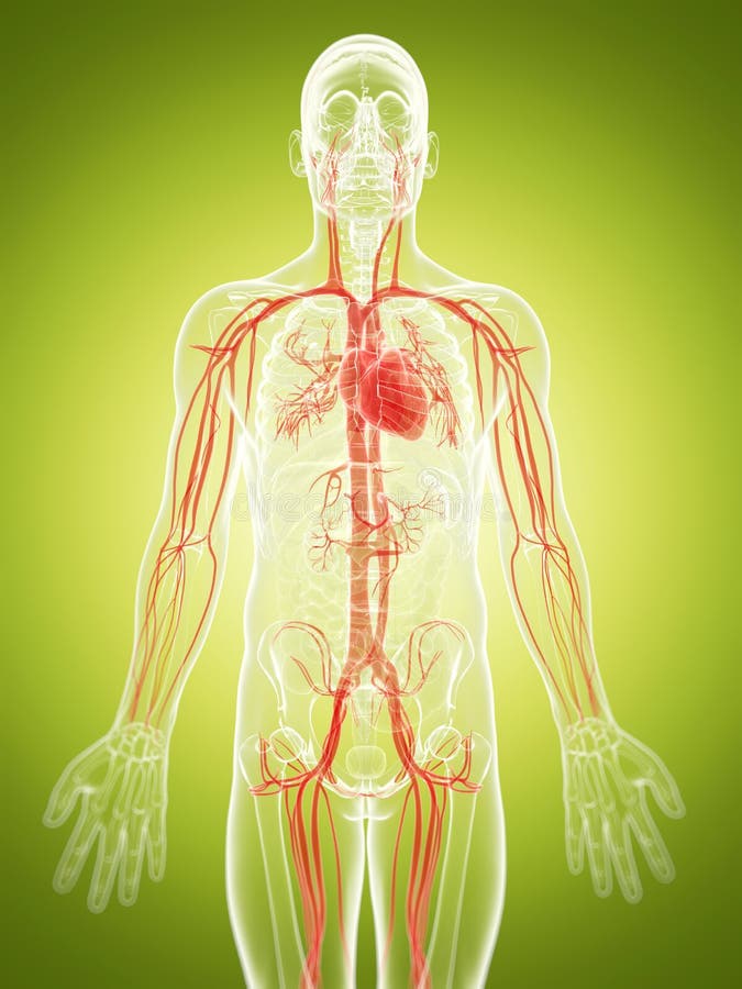 The vascular system stock illustration. Illustration of graphic - 34165129