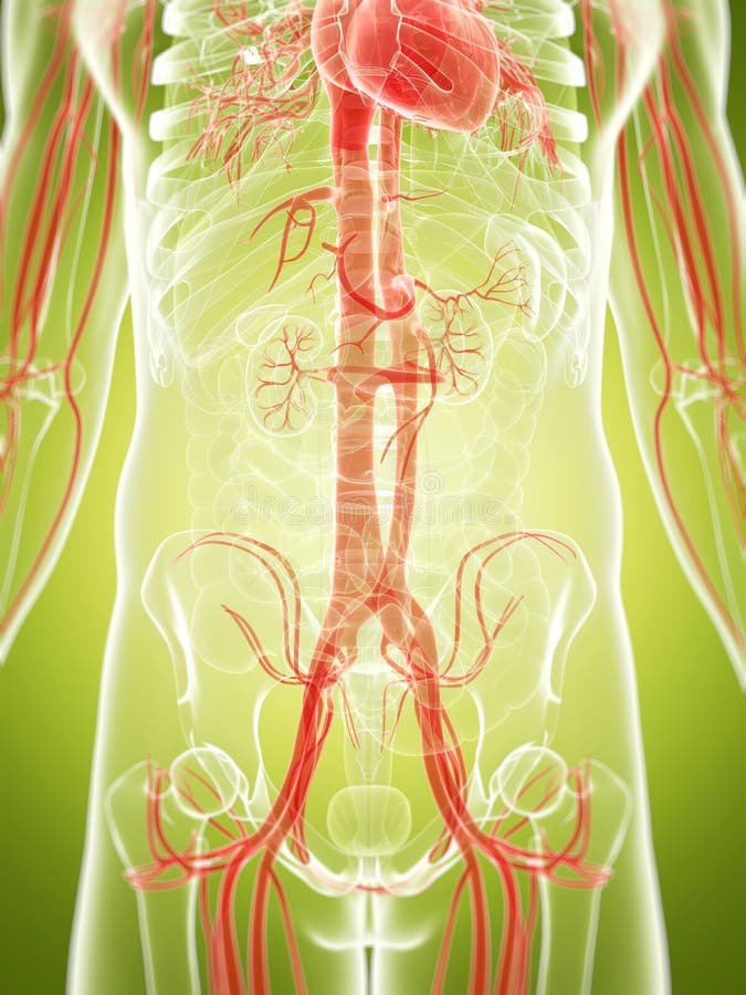 The vascular system stock illustration. Illustration of vein - 34165134