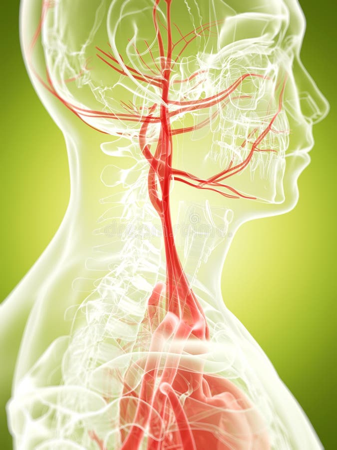 Vascular system stock illustration. Illustration of heart - 14138407