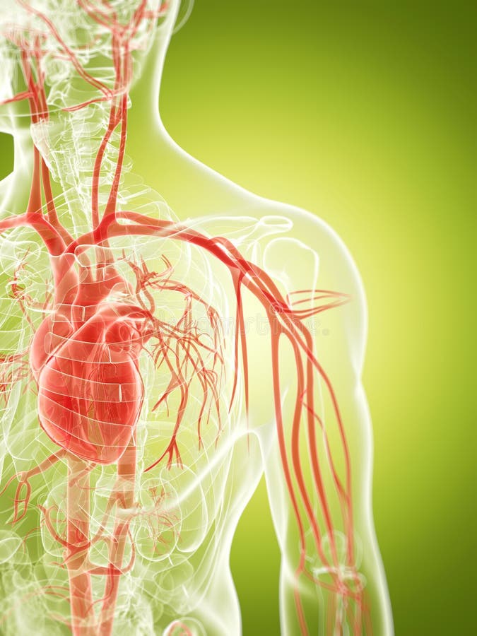 Vascular system stock illustration. Illustration of heart - 14138407