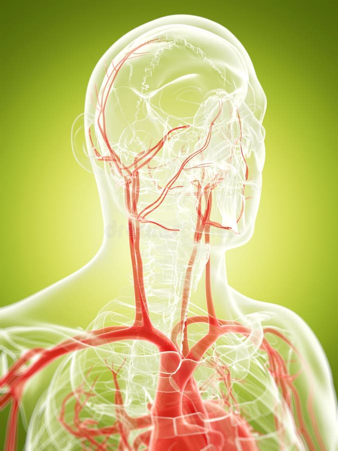 The vascular system stock illustration. Illustration of rendering ...