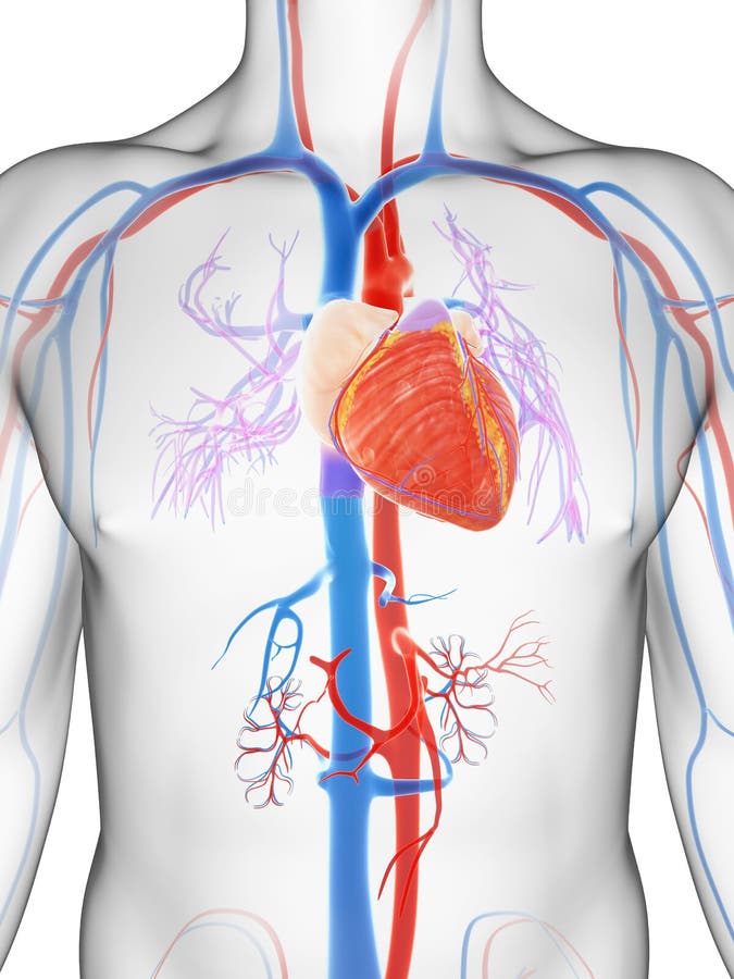 Vascular system stock illustration. Illustration of artery - 30726452