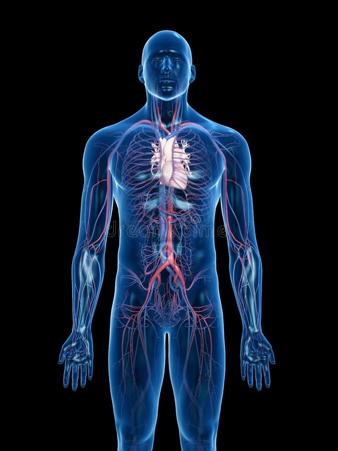 The vascular system stock illustration. Illustration of arteries - 75188400