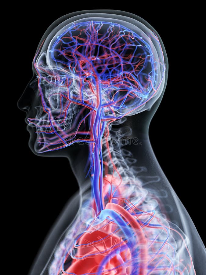 The Vascular System of the Head Stock Illustration - Illustration of ...
