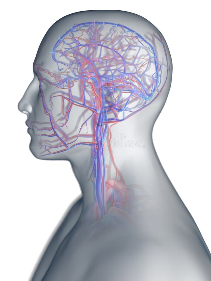 The Vascular System of the Head Stock Illustration - Illustration of ...
