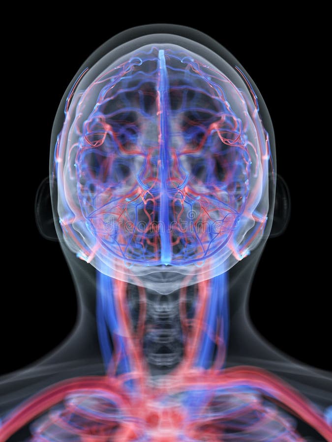 The Vascular System of the Head Stock Illustration - Illustration of ...