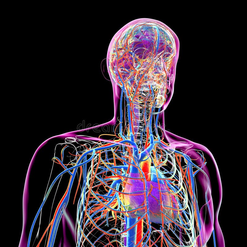 Vascular System of the Human Body, 3D Illustration Stock Illustration ...