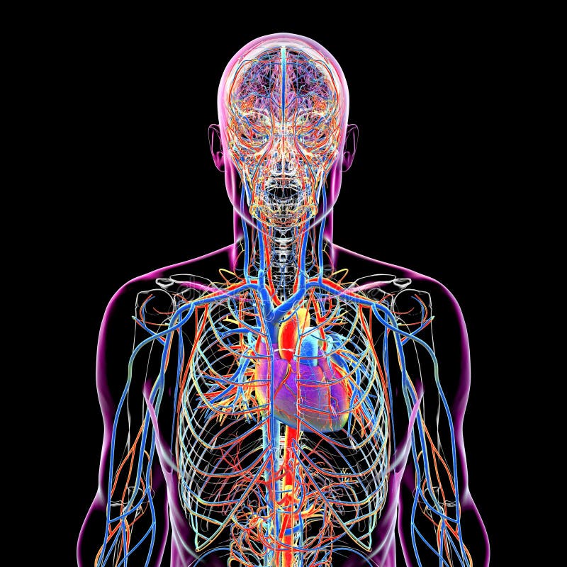 Vascular System of the Human Body, 3D Illustration Stock Illustration ...