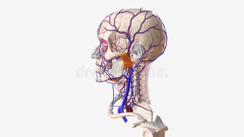 Vascular System in the Human Head and Face Stock Video - Video of ...