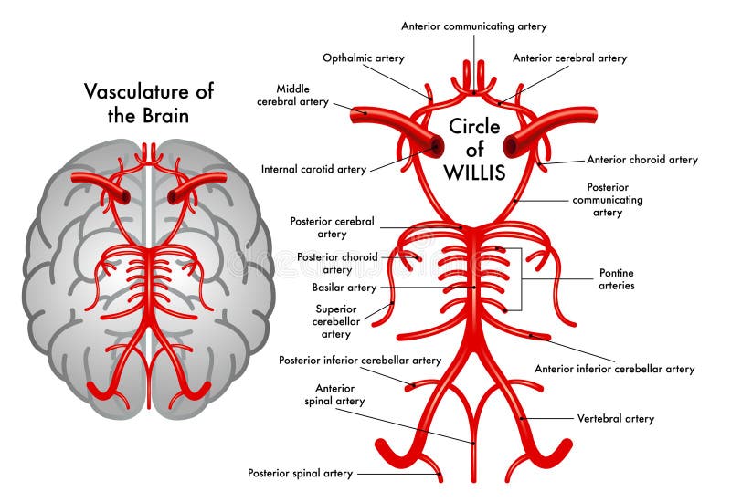 Vasculature of human brain stock vector. Illustration of human - 318371110