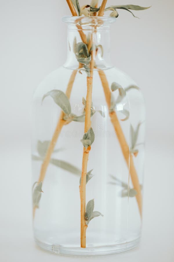 A Bouquet Made from Tree Branches in a Vase. Stock Image - Image of ...