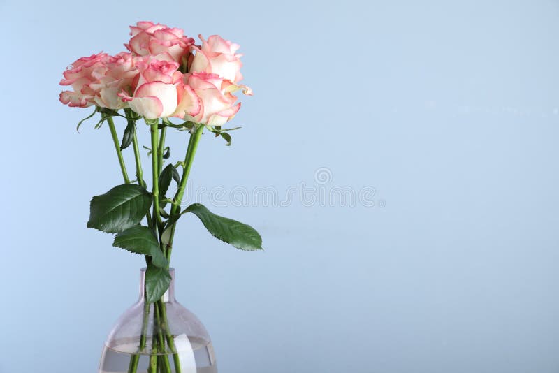 Vase with Beautiful Pink Roses on Light Blue Background. Space for Text ...