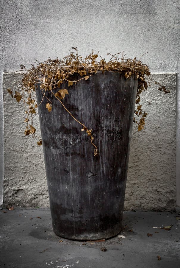 Dead flowers in a vase stock photo. Image of flowers - 17876818