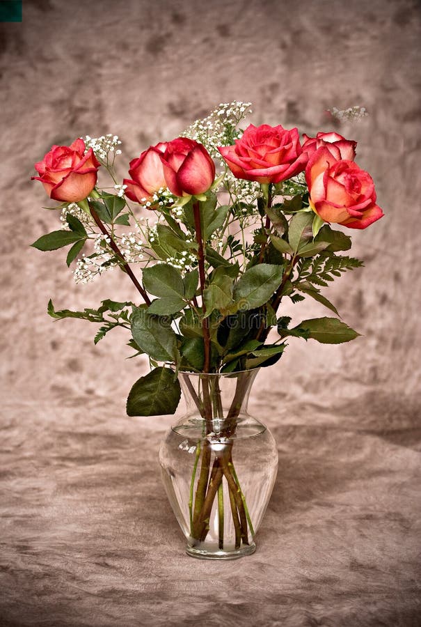 Vase of roses stock photo. Image of romantic, blossom - 8440564