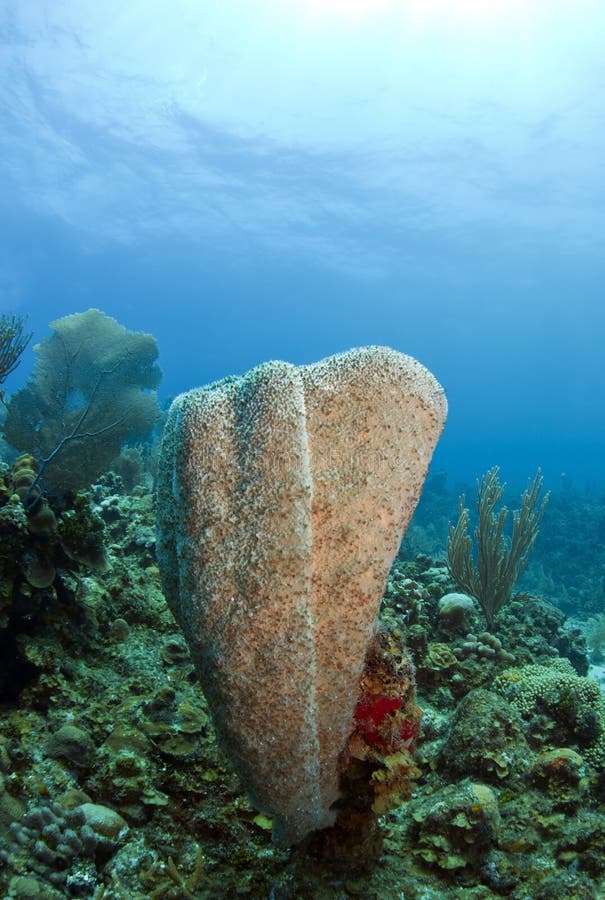 Vase sponge stock image. Image of caribbean, underwater - 17303215